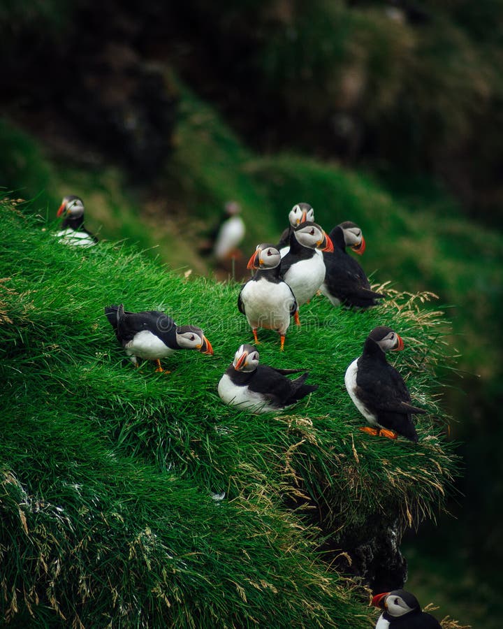 Colony of Atlantic Puffins in Natural Habitat Stock Image - Image of ...