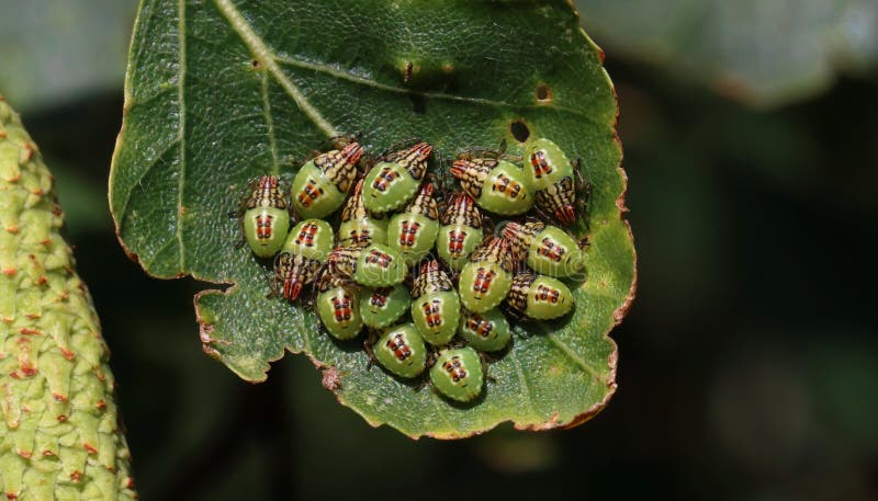 Shield Bug Nymphs stock image. Image of pests, insects - 36274377
