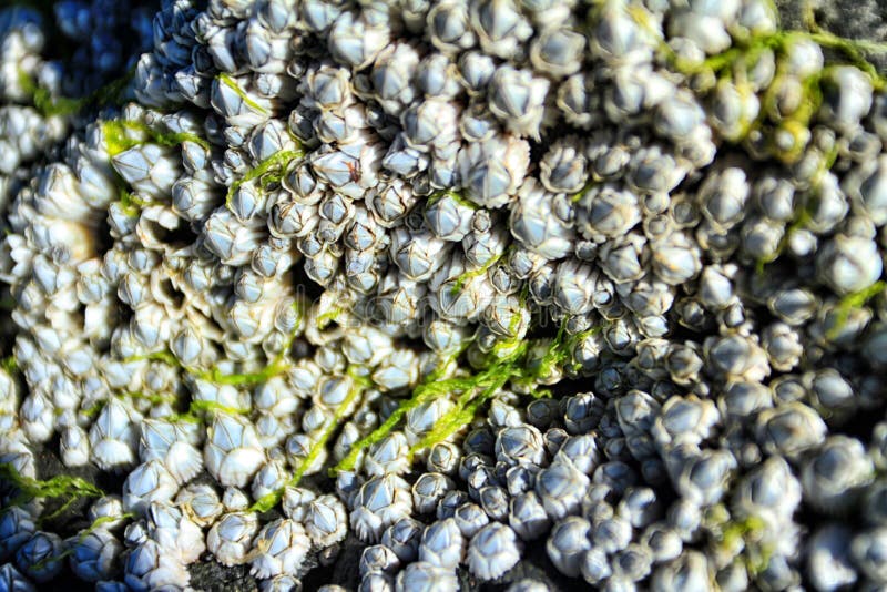 Colony barnacles stock photo. Image of island, rock, atlantic - 97865184