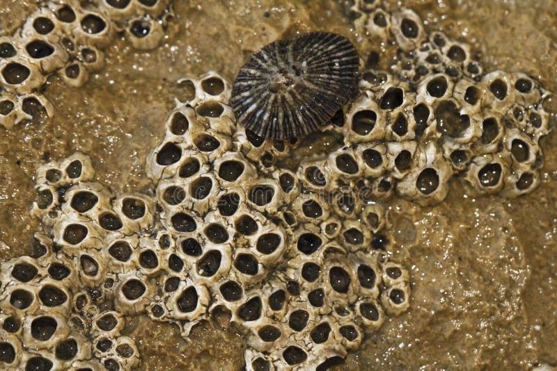 Colony of Barnacles and Limpet Stock Image - Image of tidal, brown ...