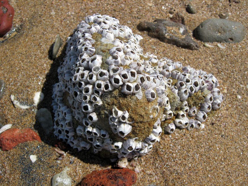 Colony of Barnacles (Pollicipes Pollicipes) Growing and Sharing Space ...