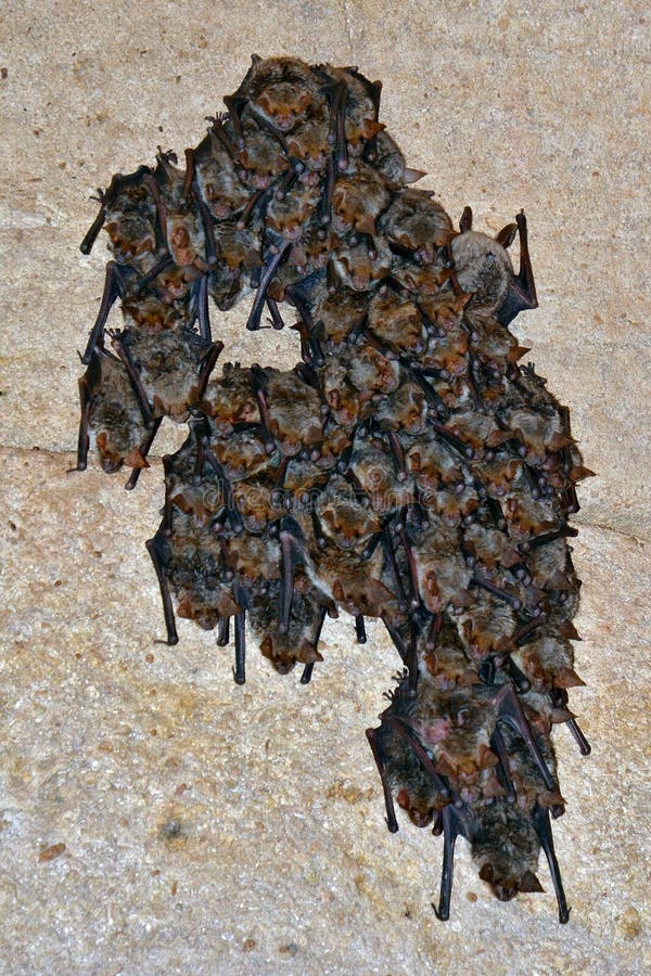 Colony of Bats on Cave Ceiling Stock Image - Image of flight, nature ...