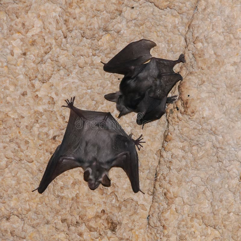 A Colony of Bats Resting on the Ceiling in the Catacombs of the Eastern ...