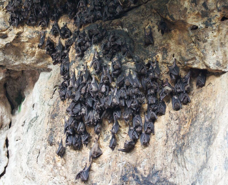 Colony of bats stock photo. Image of animals, rest, black - 49616056
