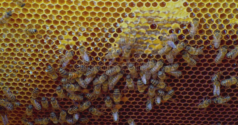 Colony of Bees Working on Honeycombs Inside the Hive. Close-up Stock ...