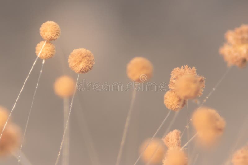 Colony Characteristics of Mold Under the Microscope. Stock Photo ...