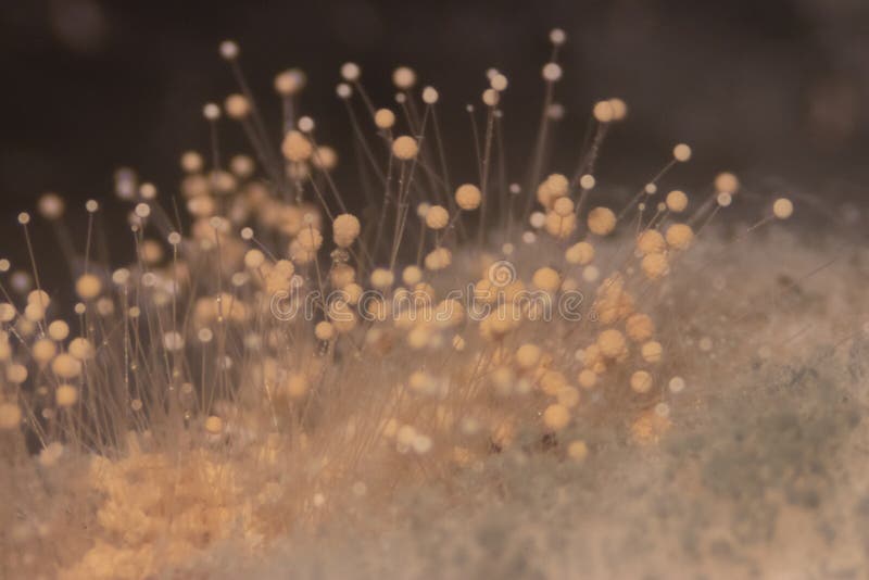 Colony Characteristics of Mold Under the Microscope. Stock Image ...