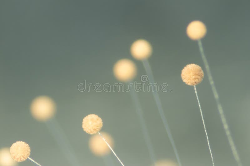 Colony Characteristics of Mold Under the Microscope. Stock Photo ...