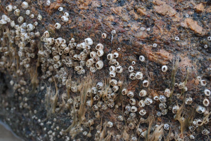 Rock and clams stock photo. Image of nature, coastal - 35639556