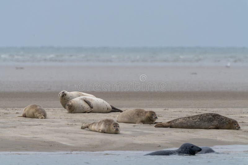 Colony of Common Seals Basking in the Sun on a Sand Bar in Western ...