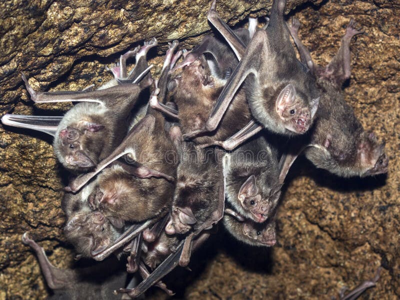 The Colony of Common Vampire Bats Stock Photo - Image of batsm, eyes ...