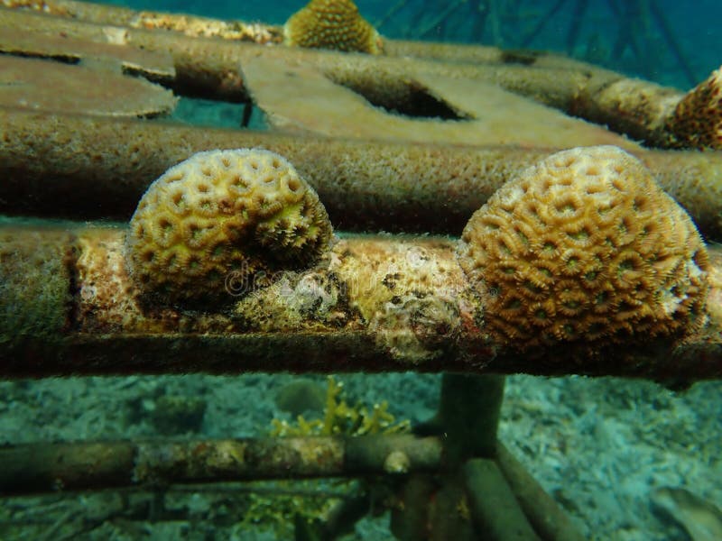The Coral Attached at Artificial Reef Frame at Terengganu, Malaysia ...