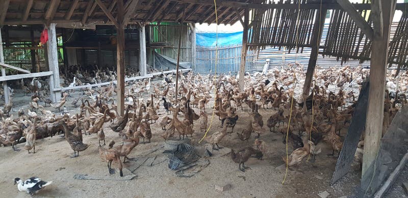 Colony of the Duck in Village, How Amazing Then Stock Photo - Image of ...