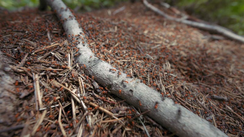 Colony of Fire Ants Running on the Forest Ground Next To a Tree Branch ...