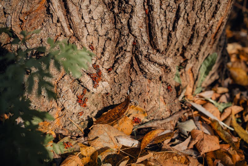 Colony of Firebugs, Bug-soldier on Tree in Forest. Pyrrhocoris Apterus ...