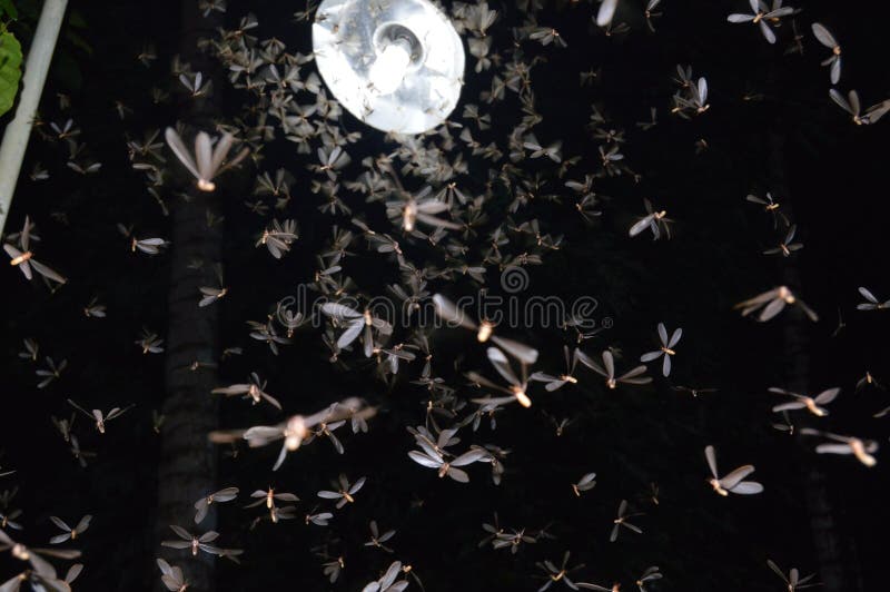 Flying Termite in the Night Stock Photo - Image of environment ...