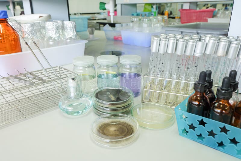 Colony of fungi stock photo. Image of chemical, organism - 93205656