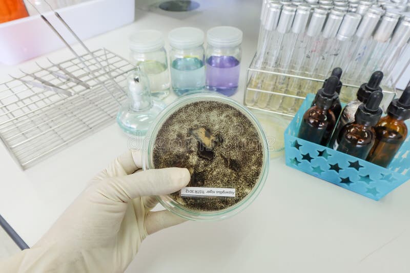 Colony of fungi stock image. Image of colony, healthcare - 93205771