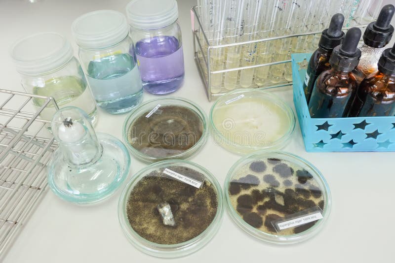 Colony of fungi stock photo. Image of agar, bacteria - 93205802