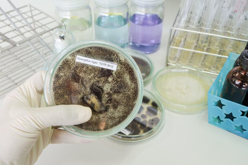 Colony of fungi stock photo. Image of penicillum, growth - 93205850