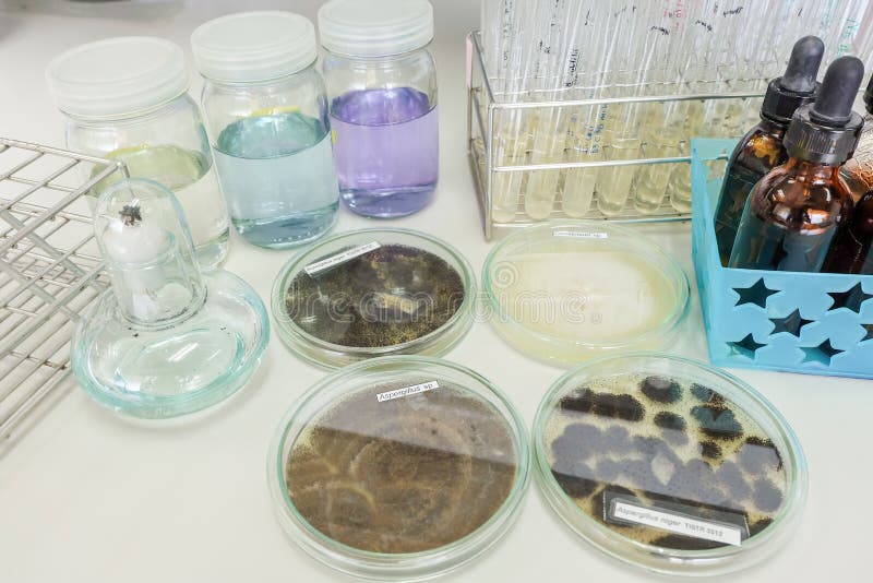 Colony of fungi stock photo. Image of biology, experiment - 93206074