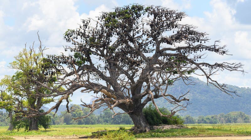 Colony of Giant Fruit Bats Roosting on a Large Tree Landscape View ...