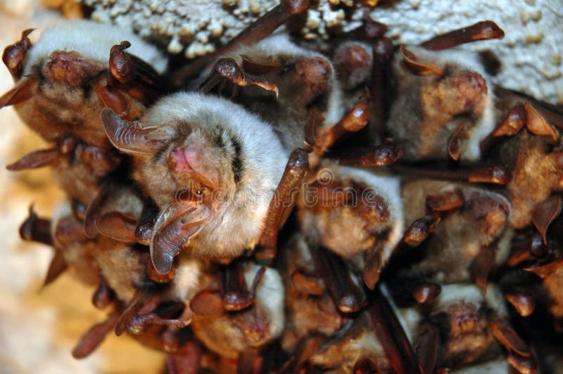 Colony of Hanging Bats in a Cave. these Fllying Mammals are Using ...