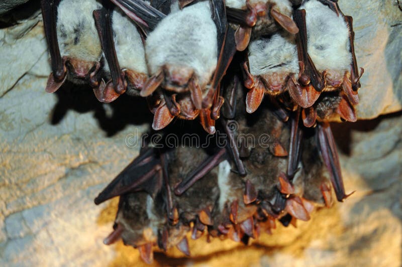 Colony of Hanging Bats in a Cave. these Fllying Mammals are Using ...