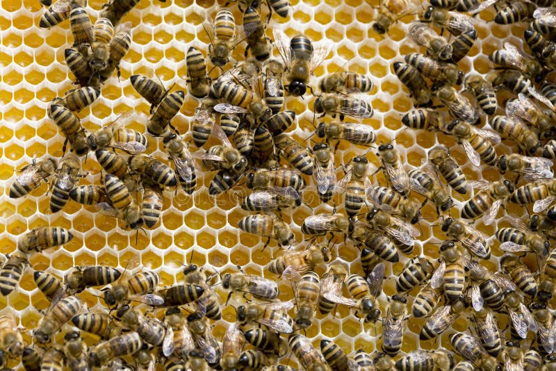 Colony of Honey Bees stock image. Image of flying, collecting - 120425015