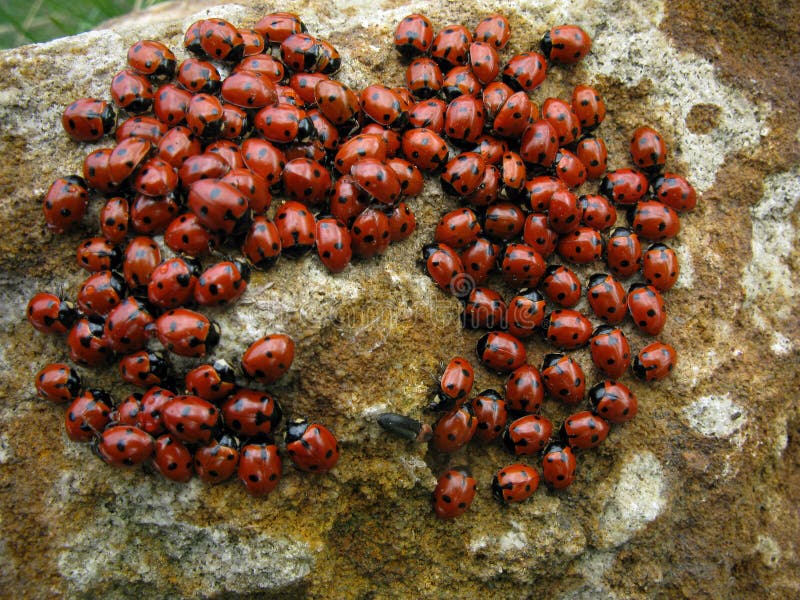 Ladybugs stock photo. Image of gathering, group, small - 13205888