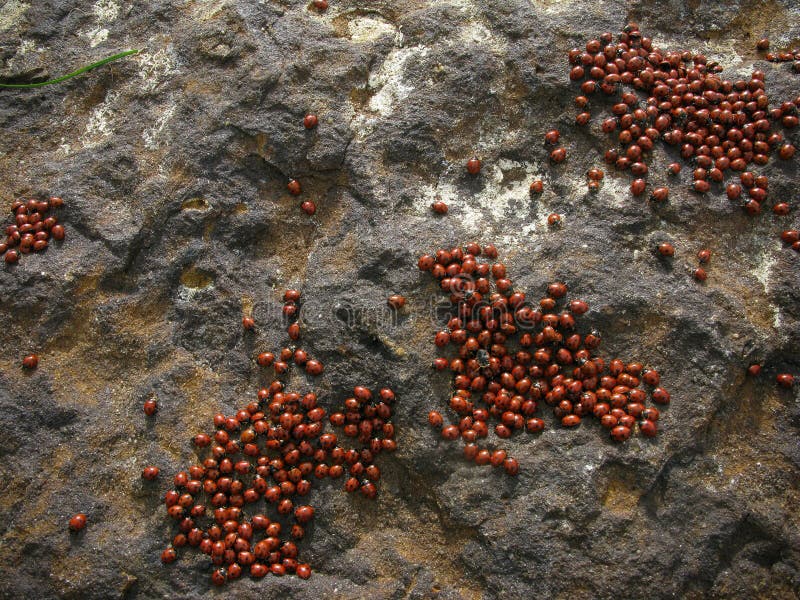 Colony insects ladybug stock image. Image of animals - 63942379