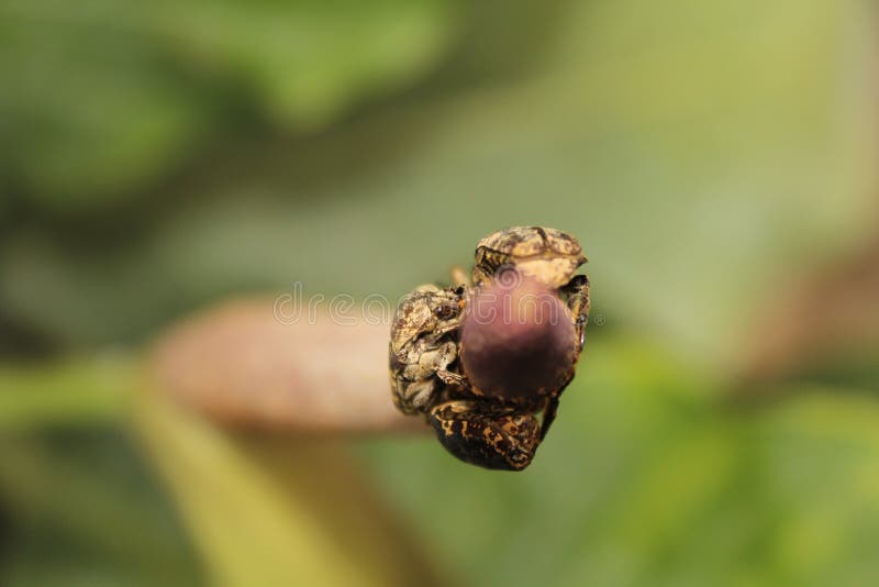 Colony of insects stock photo. Image of indonesia, flowers - 96007714
