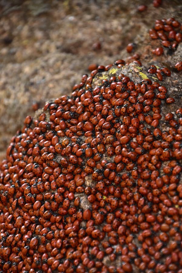 Colony of Lady Bugs Crawling on a Large Rock Stock Image - Image of ...