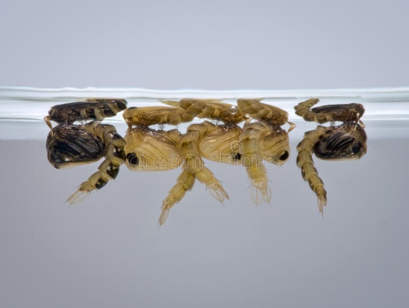 Colony of Mosquito Pupa in the Water Stock Photo - Image of dengue ...