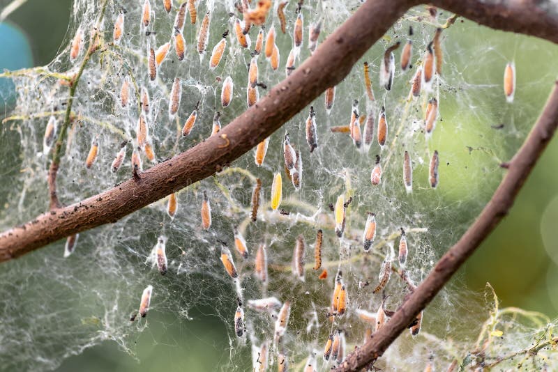 Colony of Moth Larvae Closeup in the Web on Tree Stock Photo - Image of ...