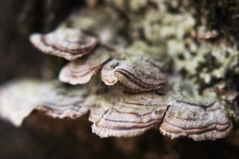 A Colony of Multi-colored Polypore on a Tree Trunk Stock Image - Image ...