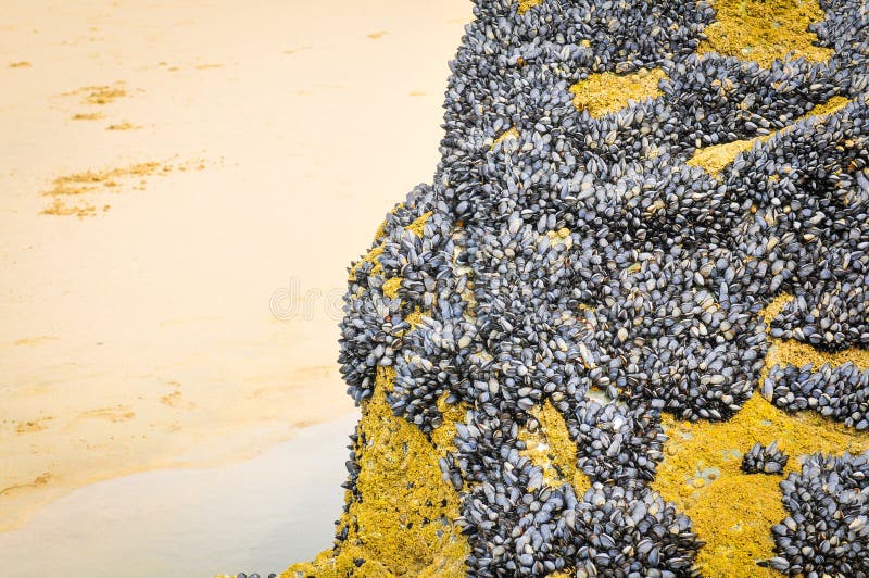Colony of mussels stock image. Image of formation, mussels - 124096299