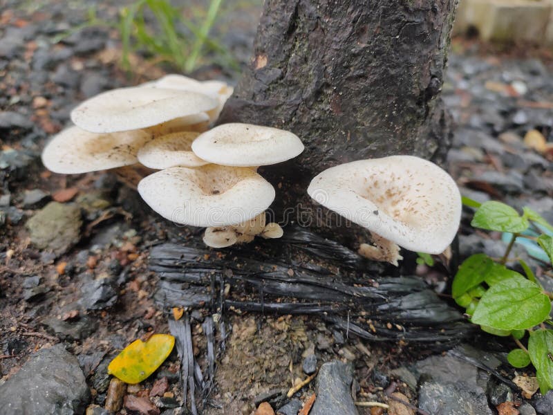 The Colony of Mutualism Symbol Life Stock Photo - Image of mushroom ...