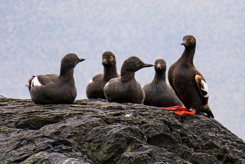 Colony Pigeon Guillemots Stock Photos - Free & Royalty-Free Stock ...