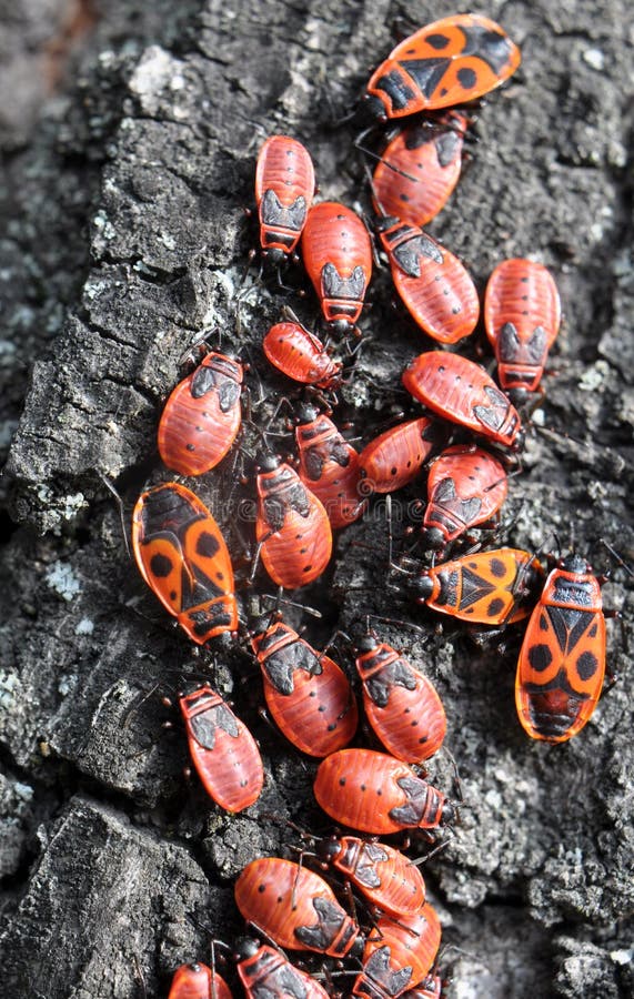 Colony of Beetles Pyrrhocoris Apterus on a Tree Trunk Stock Photo ...