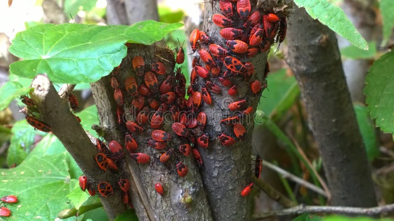 Colony of Beetles Pyrrhocoris Apterus on a Tree Trunk Stock Image ...