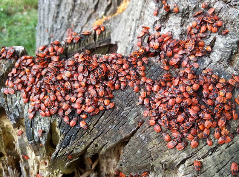 Colony of Red Beetles on a Tree Stump Stock Image - Image of male, hand ...