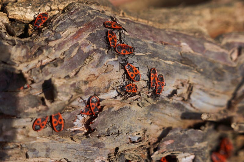Colony of Red Black Spotted Bugs Stock Image - Image of closeup, spot ...