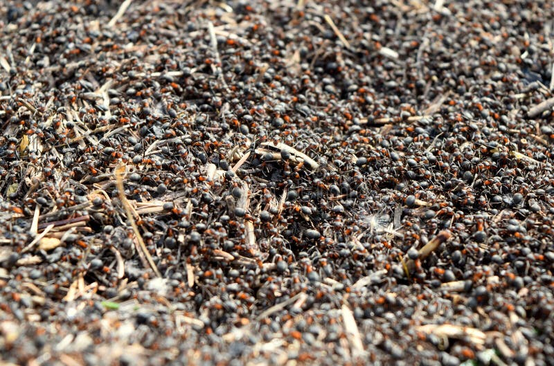 Colony of Red Forest Ants Formica Rufa Stock Image - Image of macro ...