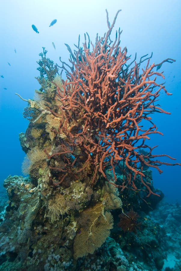 Colony of Red Iodine Finger Sponge. Stock Image - Image of travel ...