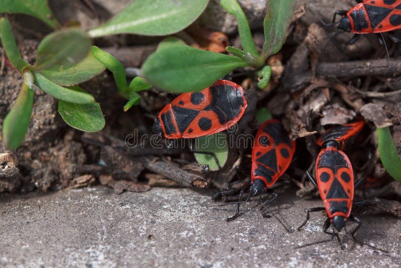 Colony of Red Soldier Bug Closeup. Stock Photo - Image of mature ...
