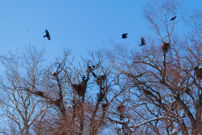 A Colony of Rooks on a Large Tree Stock Photo - Image of crow ...