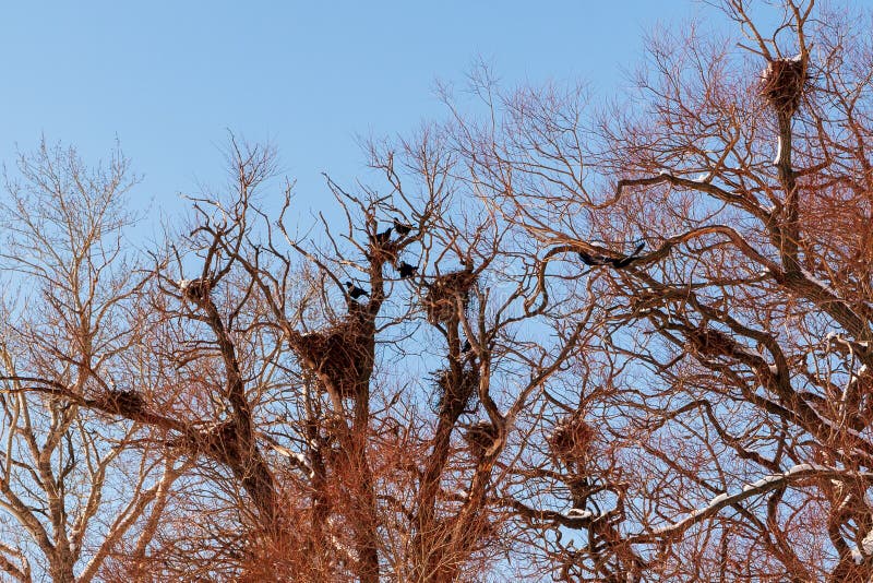 A Colony of Rooks on a Tree. Rook Nests on a Large Tree Against a Blue ...