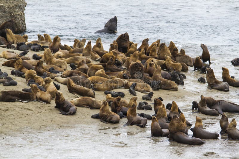 Colony of sea lion stock photo. Image of animal, colony - 50866692