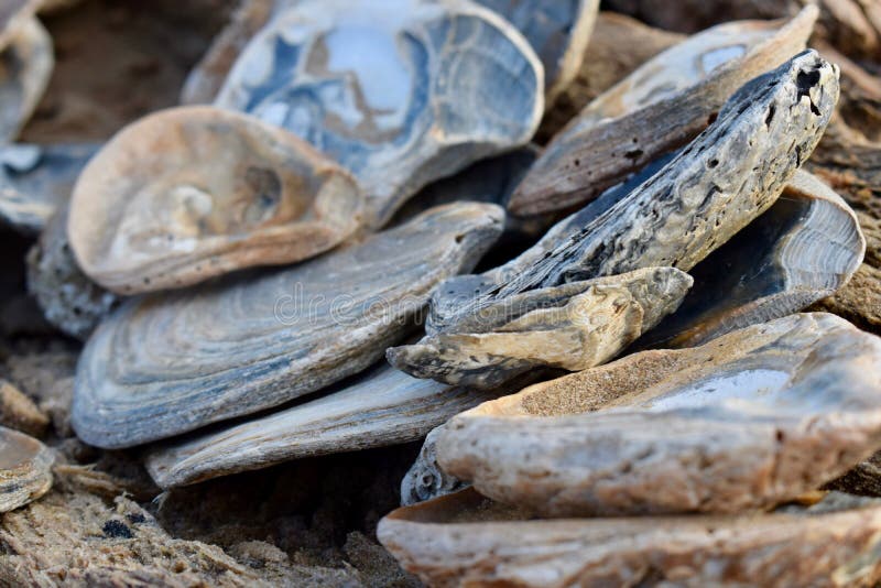 231 Gathering Shells Stock Photos - Free & Royalty-Free Stock Photos ...